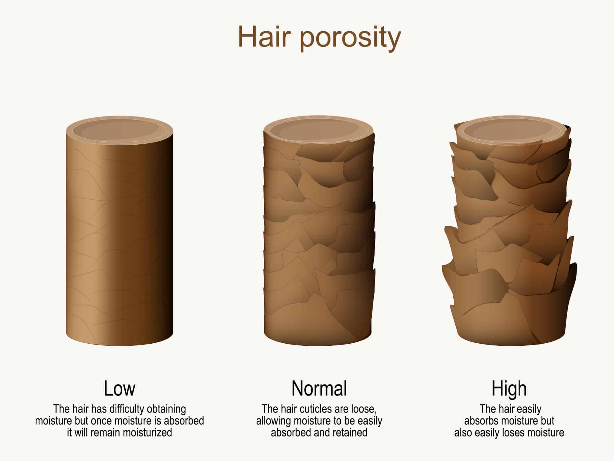 What is Hair Porosity and Why Does it Matter? | Rossano Ferretti Parma